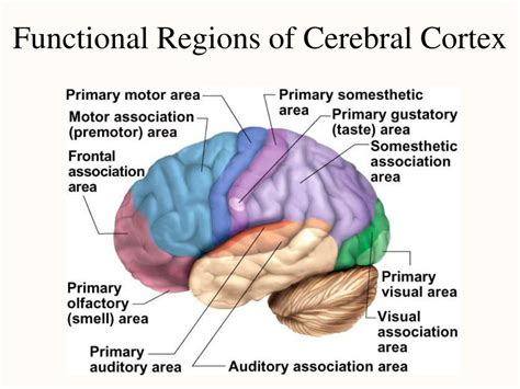 Ppt Chapter 14 The Central Nervous System Powerpoint Presentation Free Download Id 1414342