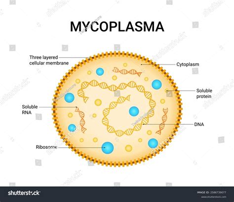 Diagram Mycoplasma Cell Structure Stock Vector Royalty Free 2586739077 Shutterstock