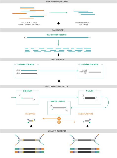 Twist Rna Sequencing Workflow Solutions Twist Bioscience