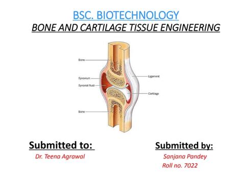 Bone Tissue Engineering Pdf