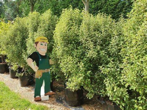 Olearia Paniculata Nz Native Ake Ake Easy Big Trees