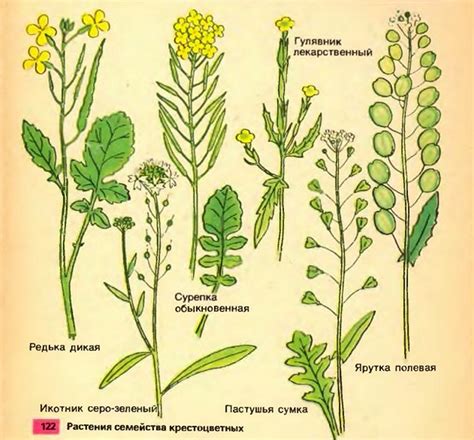 Строение цветка, соцветия, плоды и листья