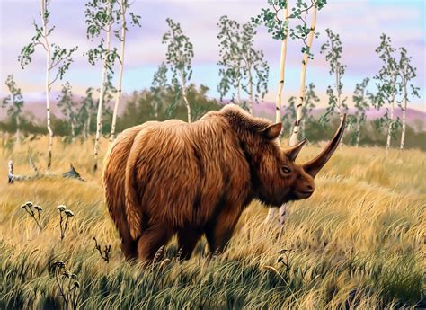 Woolly Rhinoceros Habitat 19 Interesting Facts About Rhinos