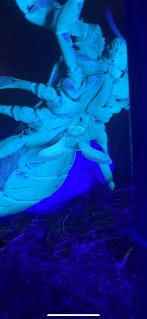 Hi Can Someone Please Help Me Gender My Asian Forest Scorpion I Just Cant Decide R