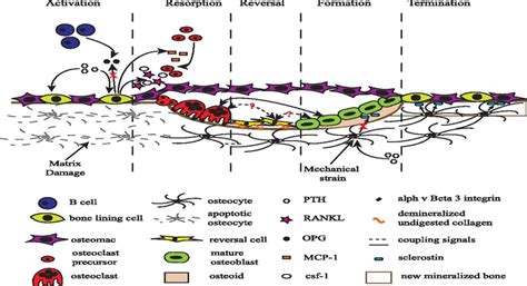 Schematic Representation Bmu And The Associated Bone Remodeling