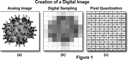 Hamamatsu Learning Center Basic Properties Of Digital Images