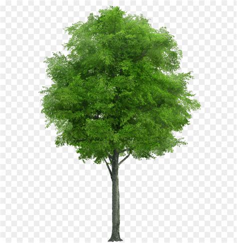 Download Realistic Tree Png Images Background TOPpng