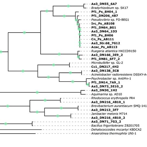 maximum likelihood tree inferred from a concatenated alignment of 120