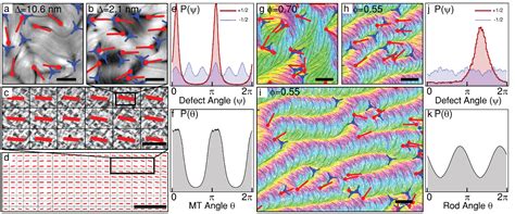 Simulations Of Active Nematics Active Matter Research Hagan Group