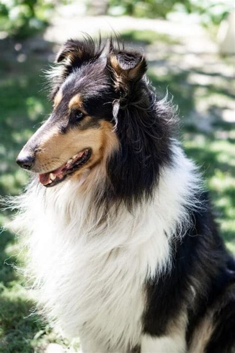 7 Long Haired Dog Breeds Facts And Grooming Tips