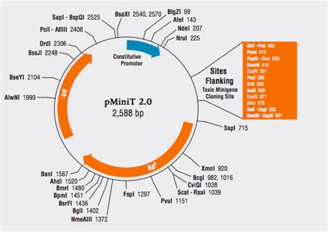 How To Generate And Read A Plasmid Restriction Map Genetic Education How To Generate And Read A Plasmid Restriction Map Genetic Education