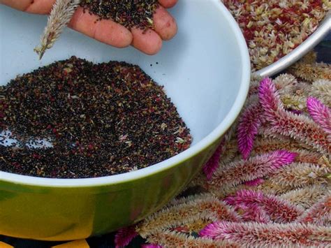 Seed Expiration Dates Seed Storage Tips And Germination Tests HGTV