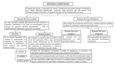 Mapa Conceptual Del Sistema Nervioso Pdf Sistema Nervioso Cerebro