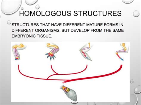 Seventh Grade Lesson Evolution Homologous Structures And Embryology