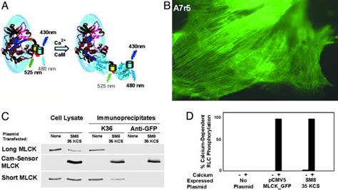 Real Time Evaluation Of Myosin Light Chain Kinase Activation In Smooth Muscle Tissues From A