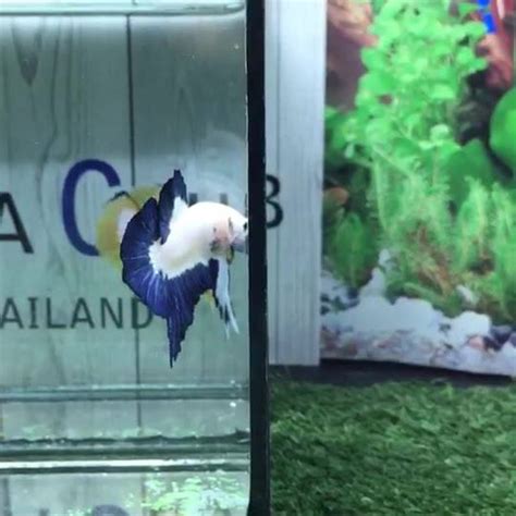 สวยๆ ใสๆ น่ารักๆ รับไปปั้น ได้นะค่ะ เด็กตัวนี้ Sex ผู้ Size 1 4 1 5 ไม่รวมหาง ค่ะ 📌 Pm หรือ