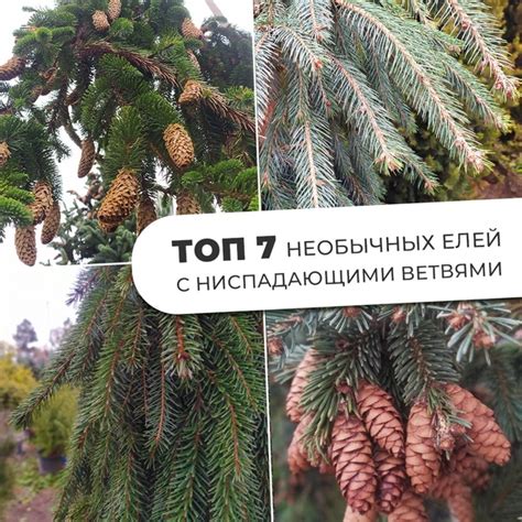 Топ 7 елей с оригинальной плакучей кроной для смелых ландшафтных ...