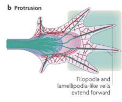 Axon Guidance And Synaptic Character Flashcards Quizlet