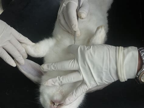 MEJORES MAESTROS U T C PRACTICA DE CIENCIAS NATURALES DISECCIÓN DE