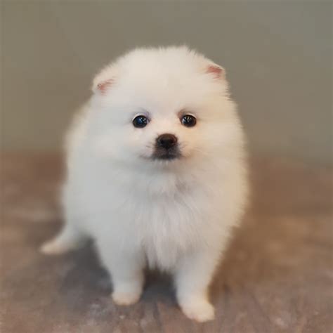 폼피츠 여아 490000원 고양이무료분양 고양이종류 도그마루 라이트 시바견분양 비숑분양 비숑분양가 러시안블루 골든리트리버 웰시코기