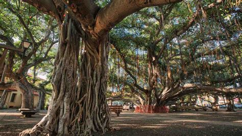 Top Trees Known For Maximum Carbon Dioxide Absorption CHANGEMAKR ASIA