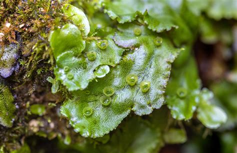 MOSS AND ALGAE CONTROL Environment Controls
