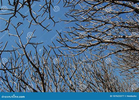Tree Branch Against Sky Stock Image Image Of Beautiful 107623377