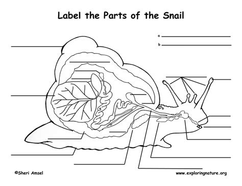 Snail Inquiry Read Observe Record Exploring Nature