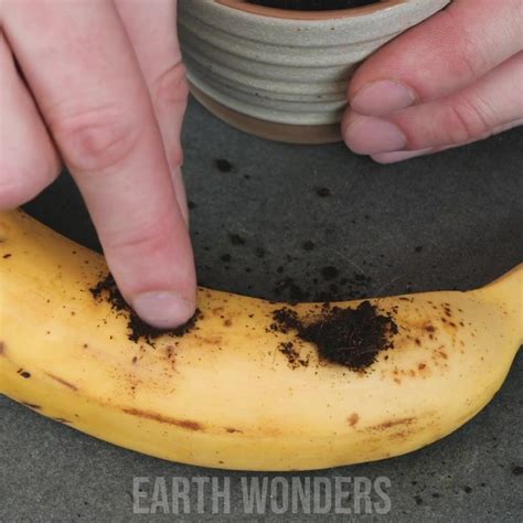 Using A Banana To Root Artofit