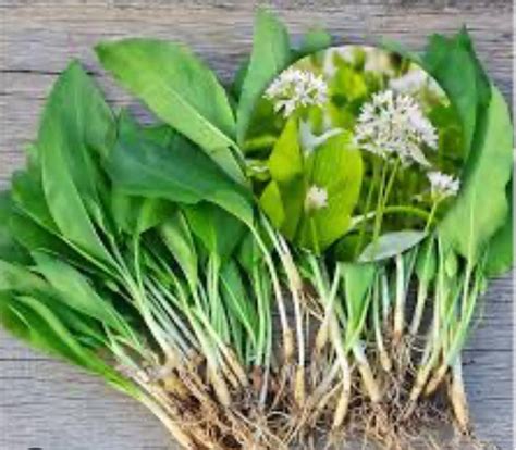 Wild Garlic Alium Ursinium 1 Plant Etsy