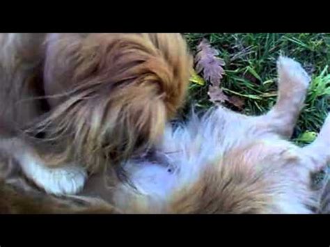 Hunde Beim Nicht Ganz Normalen Sex Erster Teil YouTube