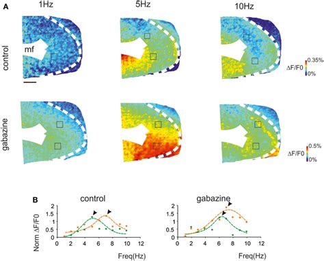 The Spatial Distribution Of Resonance In The Granular Layer Grl A