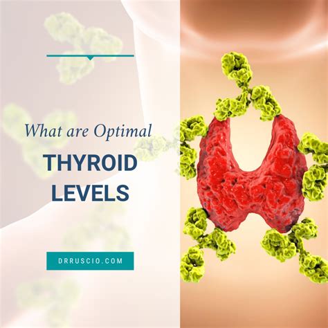 What Are Optimal Thyroid Levels Dr Michael Ruscio Dc In 2025