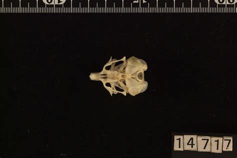 Jaculus Orientalis Greater Egyptian Jerboa