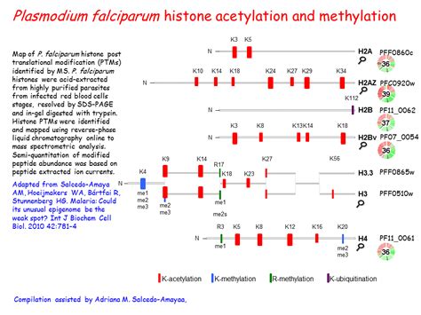 Plasmodium Falciparum Histone Acetylation And Methylation