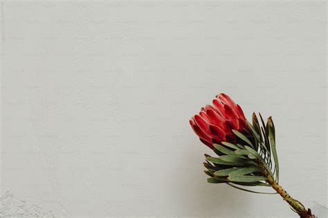 Ppt 바탕화면 사진 Unsplash에서 무료 이미지 다운로드