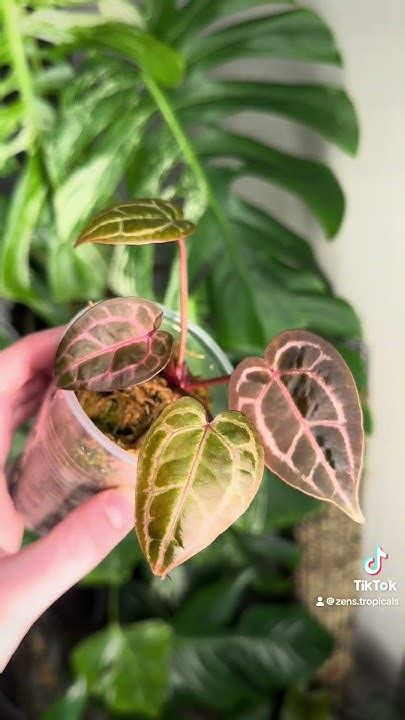 🌿😍 Docblock Youtube