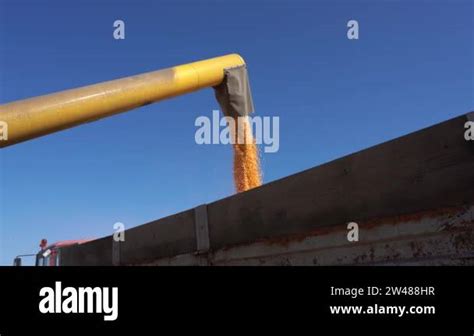 Farmer Overseeing Corn Grain Unload Combine Harvester Unloading Corn Grains Into Tractor