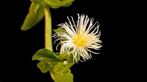 Sensorium Secures 25 Million For Anxiety Drug Development