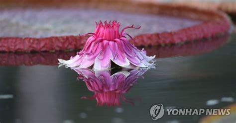 화려한 자태 뽐내는 빅토리아 연꽃