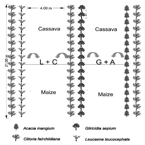 diagram of two experimental plots showing the double row of trees that download scientific