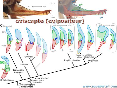 Oviscapte Définition Et Explications