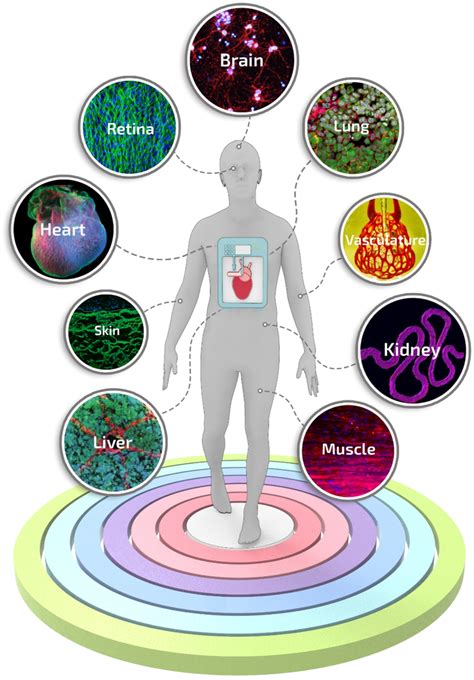Engineered Tissue And Organ Models Manufactured Using Biofabrication