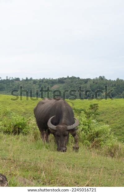 Adult Carabao Eating Grass Mountains Toril Stock Photo 2245016721 Shutterstock