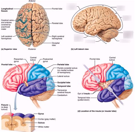 Diagram Of Anatomy Of The Cerebral Hemispheres Left Lateral View Quizlet