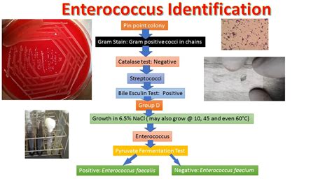 Nterococcus Identification Related Tests And Details