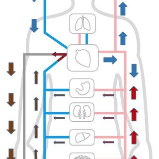 Differential Hypoxia Formed By Opposed Flow Between Retrograde Download Scientific Diagram