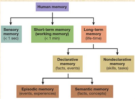 WK6 1 The Role Of The Temporal Lobe In Memory Function Flashcards Quizlet