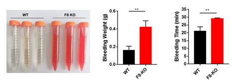A型与b型血友病基因疗法获批上市血友病小鼠动物模型助力临床前研究 知乎