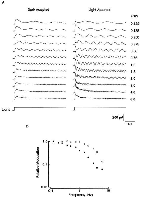 Changes In The Temporal Modulation Transfer Function Induced By Light Download Scientific